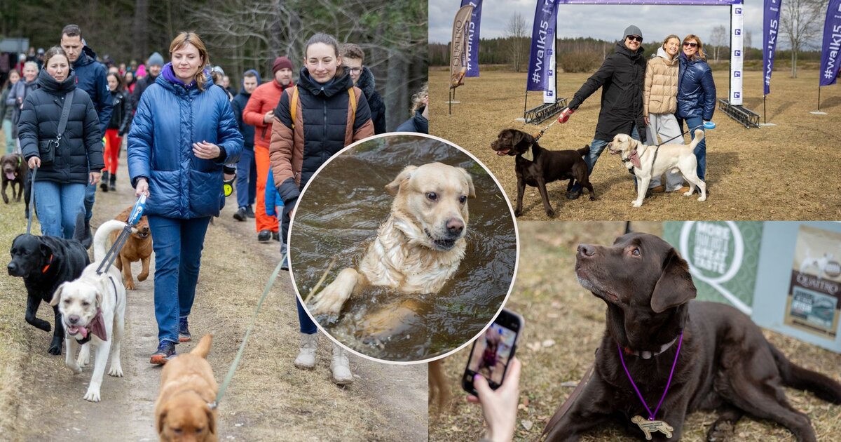 Labradorų ėjimas Labanoro girioje 2025 | Žmonės.lt